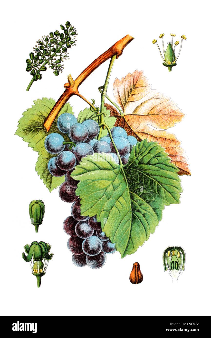 common grape vine, Vitis vinifera Stock Photo - Alamy common grape vine, Vitis vinifera Stock Photo - Alamy
