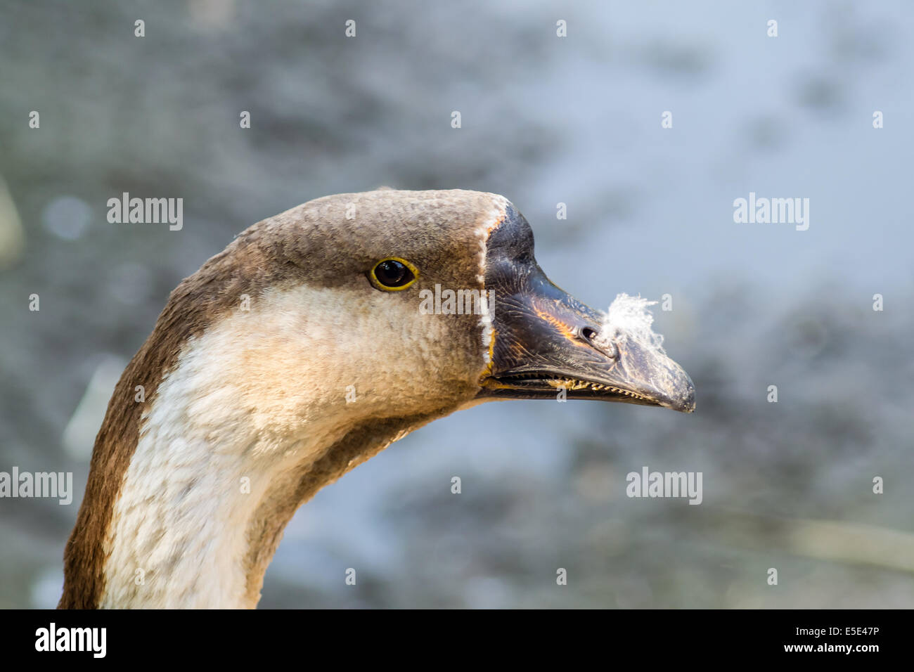 Closeup of beautiful goose Stock Photo - Alamy