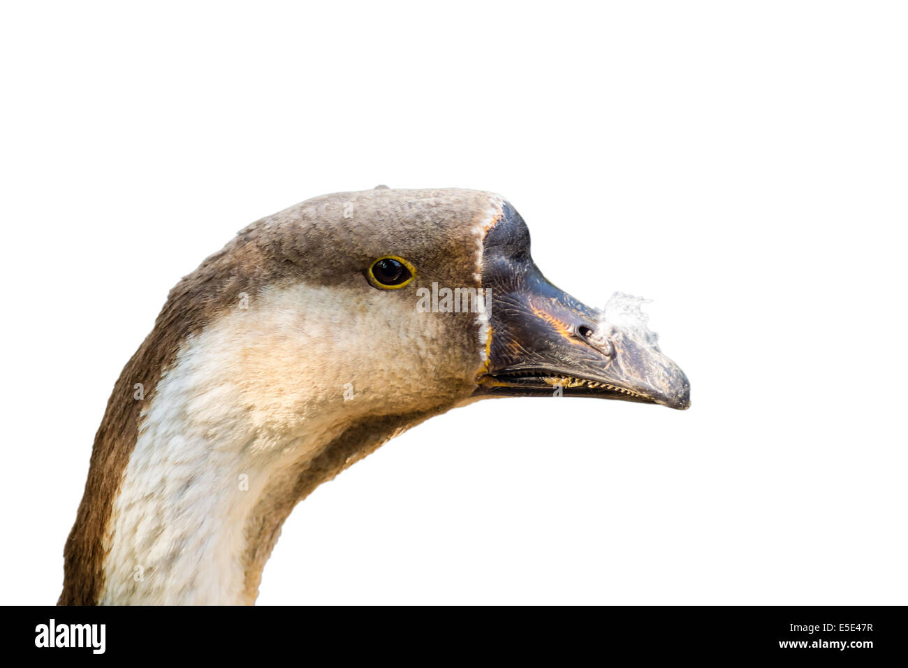 Beautiful goose Cut Out Stock Images & Pictures - Alamy