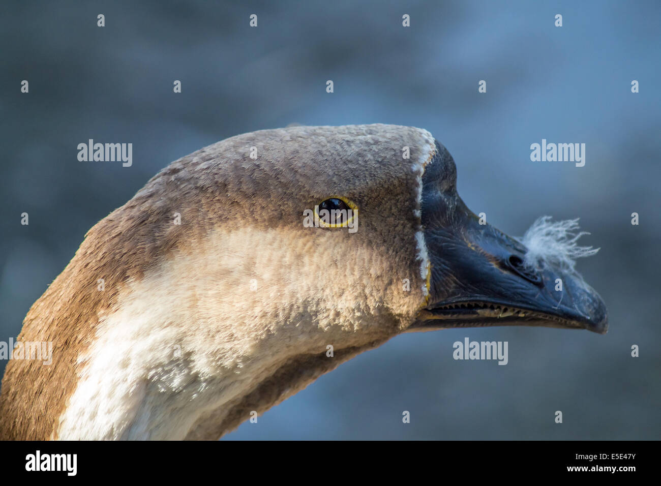 Closeup of beautiful goose Stock Photo - Alamy