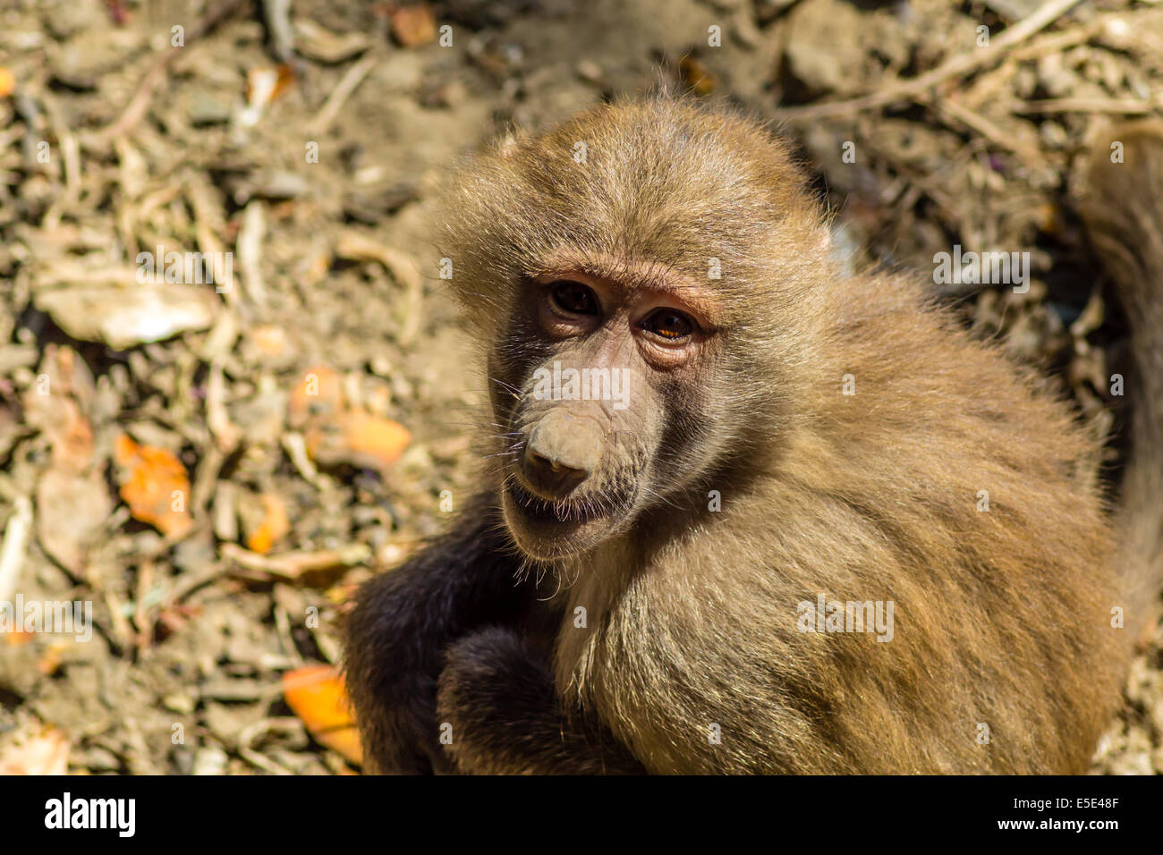 Baboon sitting in the sun Stock Photo - Alamy