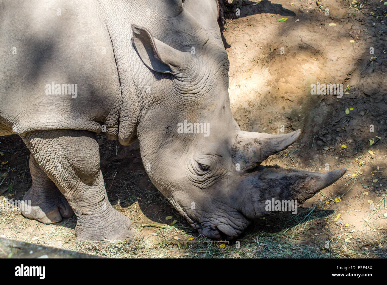 Rhino mammal hi-res stock photography and images - Alamy