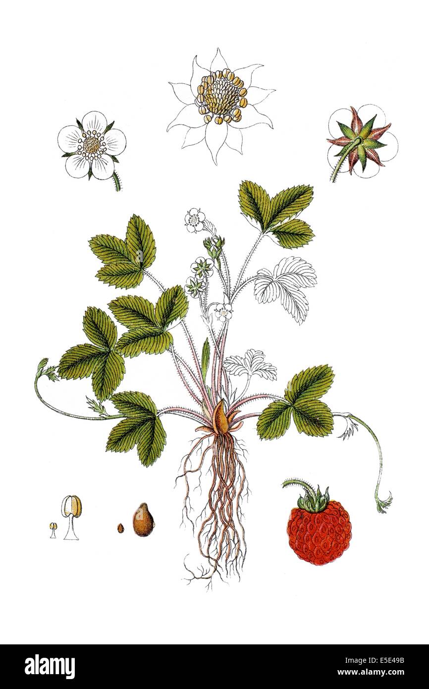 Wood strawberry, Fragaria vesca Stock Photo - Alamy