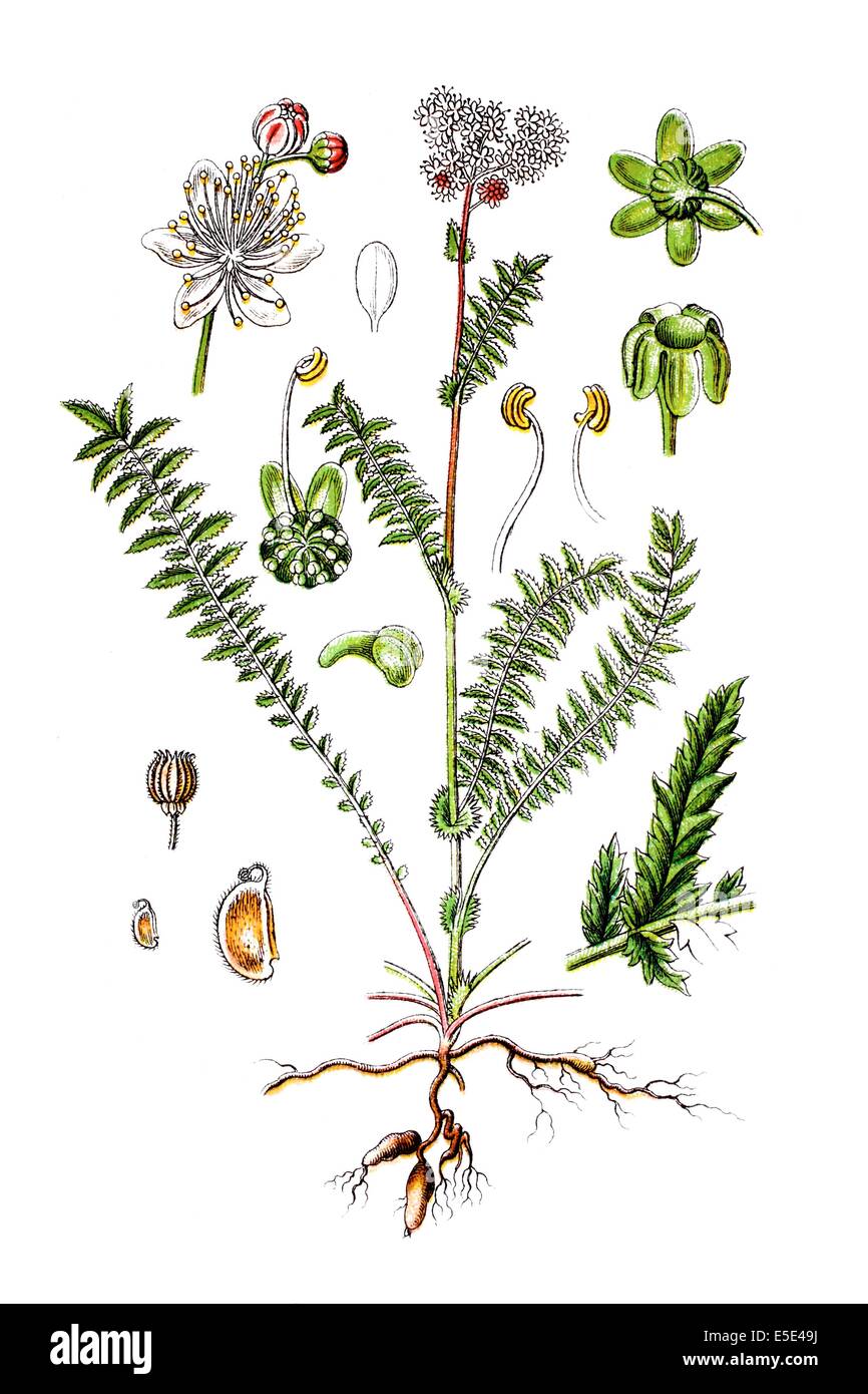 Filipendula vulgaris hi-res stock photography and images - Alamy