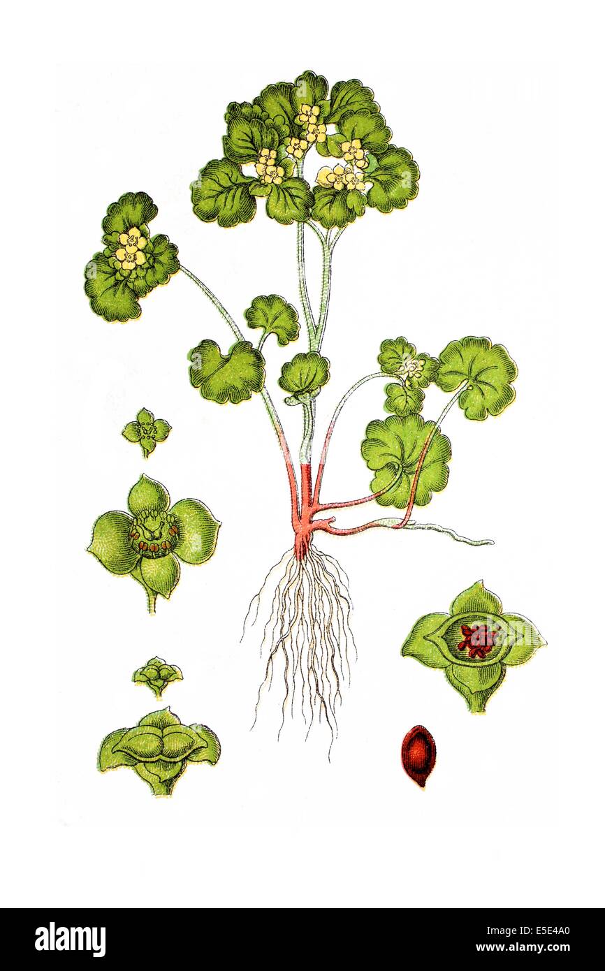 Opposite-leaved Golden-saxifrage, Chrysosplenium oppositifolium Stock ...