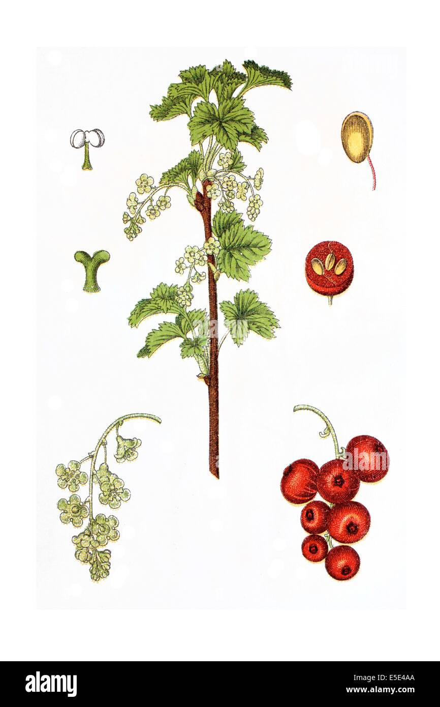 Red currants, Ribes rubrum Stock Photo - Alamy
