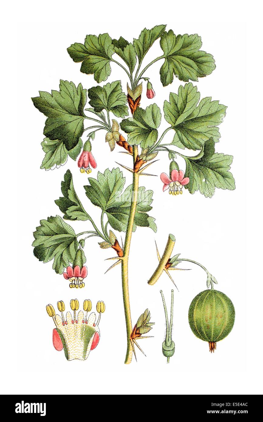 Ribes grossularia hi-res stock photography and images - Alamy