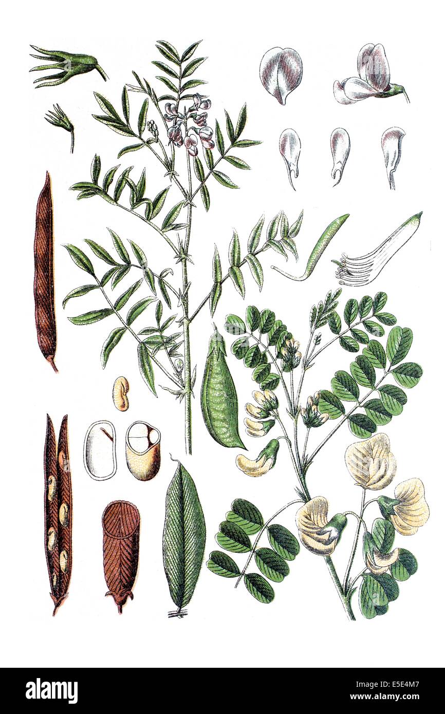 left: galega, goat's rue, French lilac, Italian fitch, or professor ...