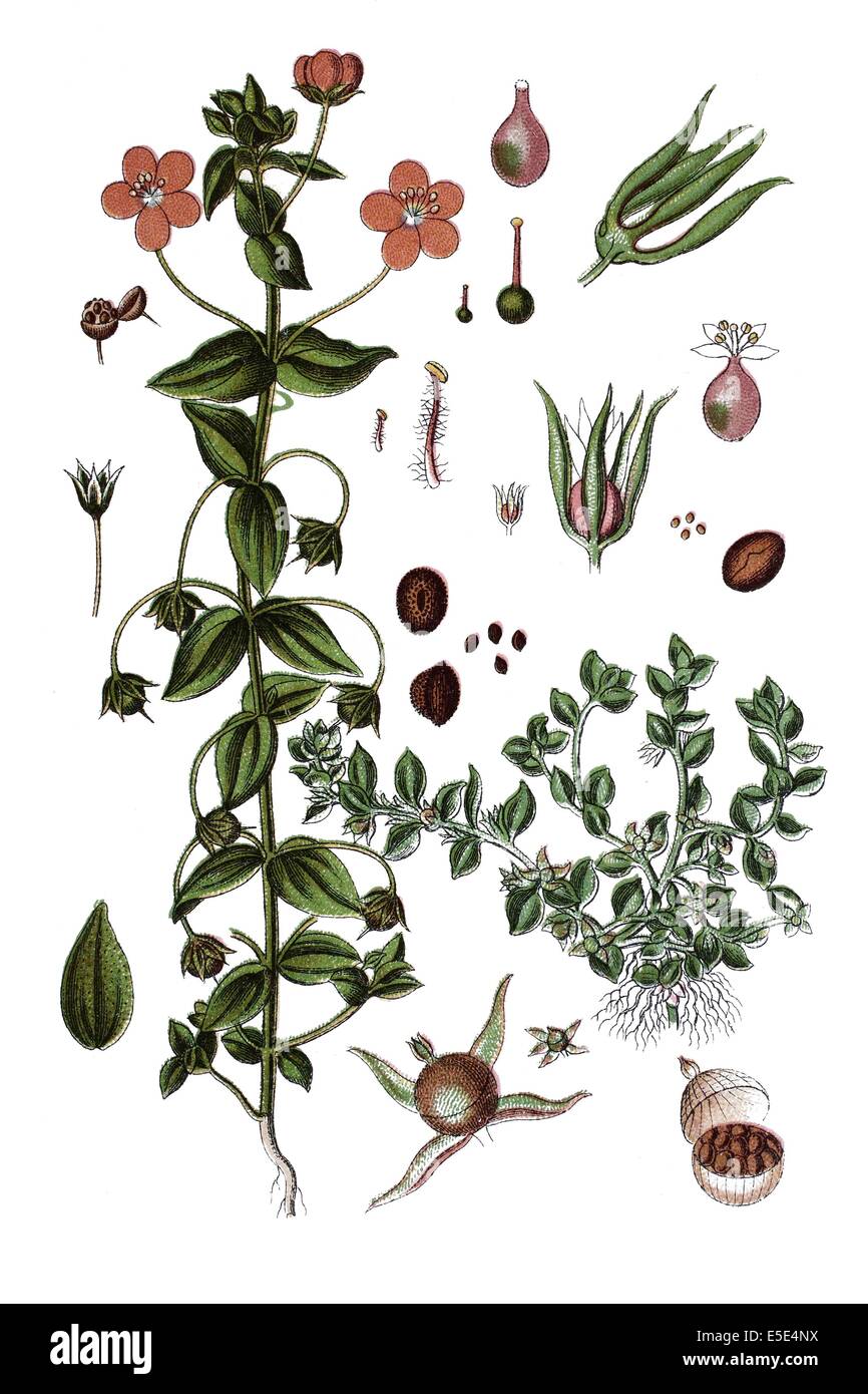 Scarlet pimpernel, Red pimpernel , Anagallis phoenicea, right: Chaffwee ...