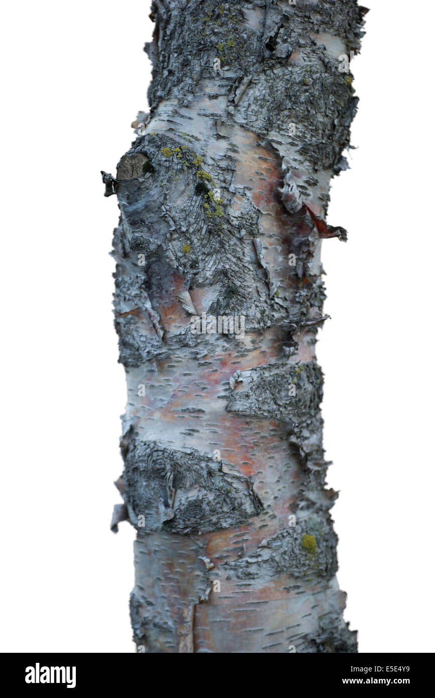 Birch nature fall autumn tree hi-res stock photography and images - Alamy