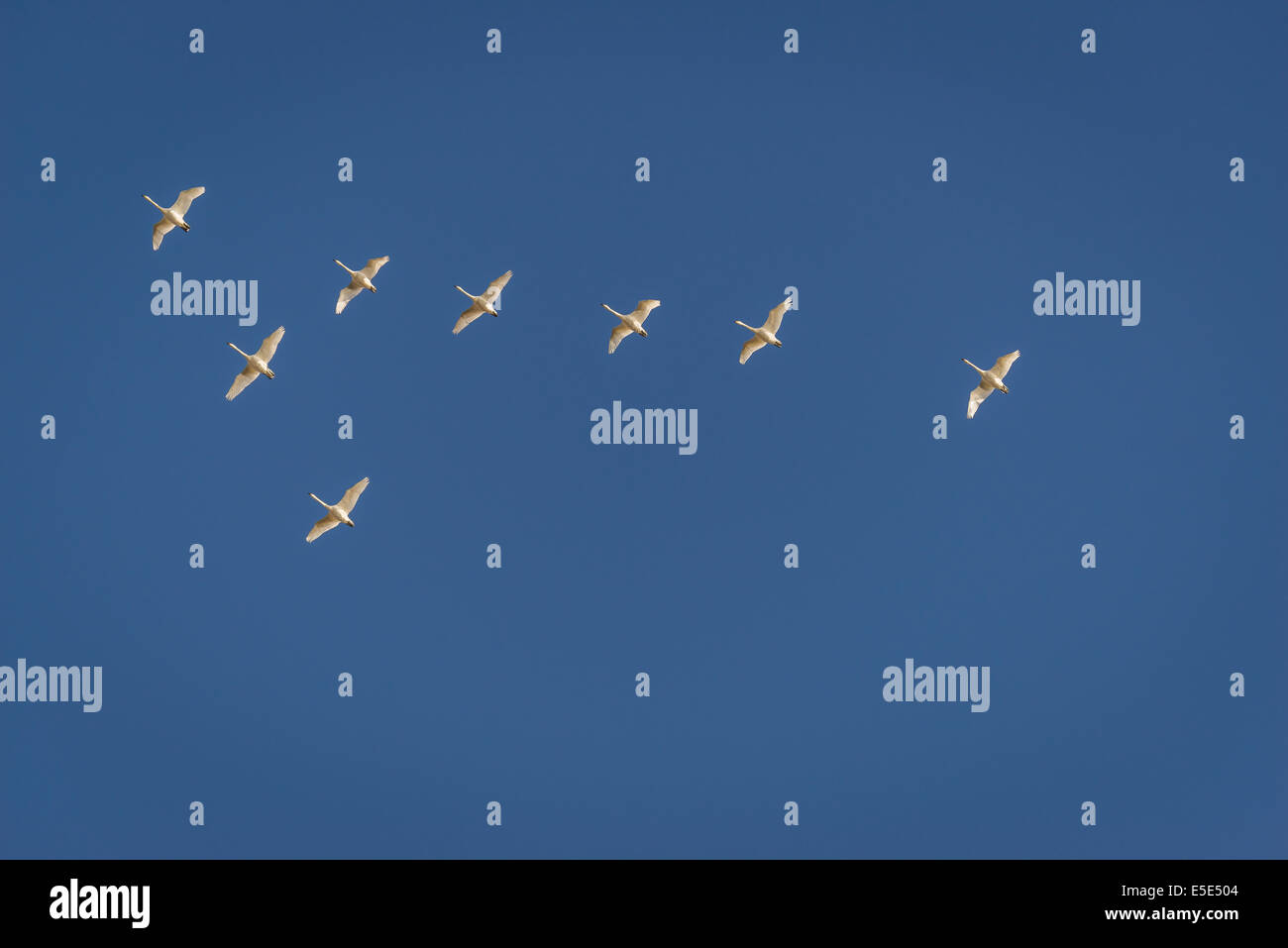 Swans flying in formation, Iceland Stock Photo - Alamy