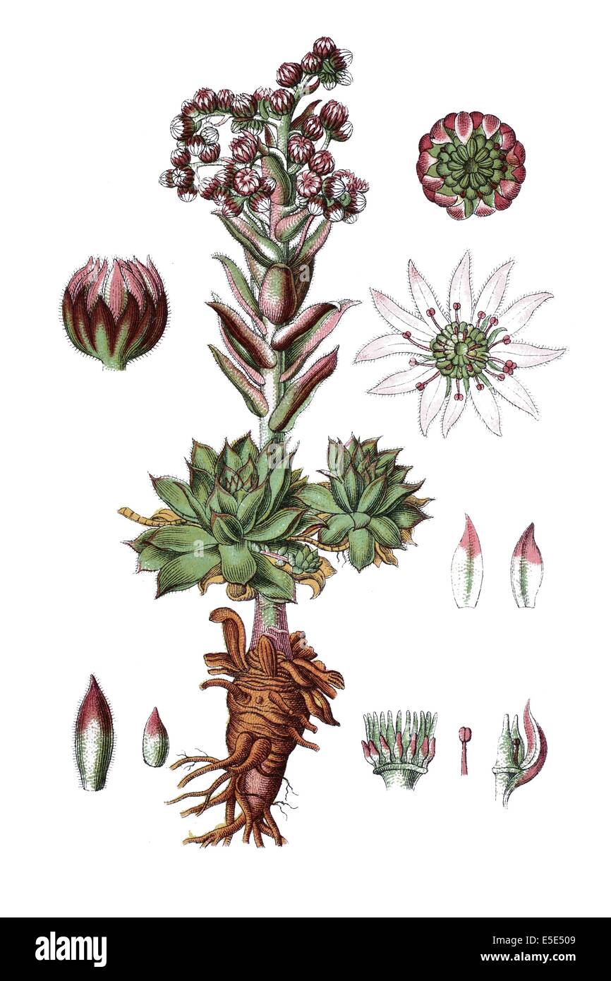 Sempervivum tector hi-res stock photography and images - Alamy