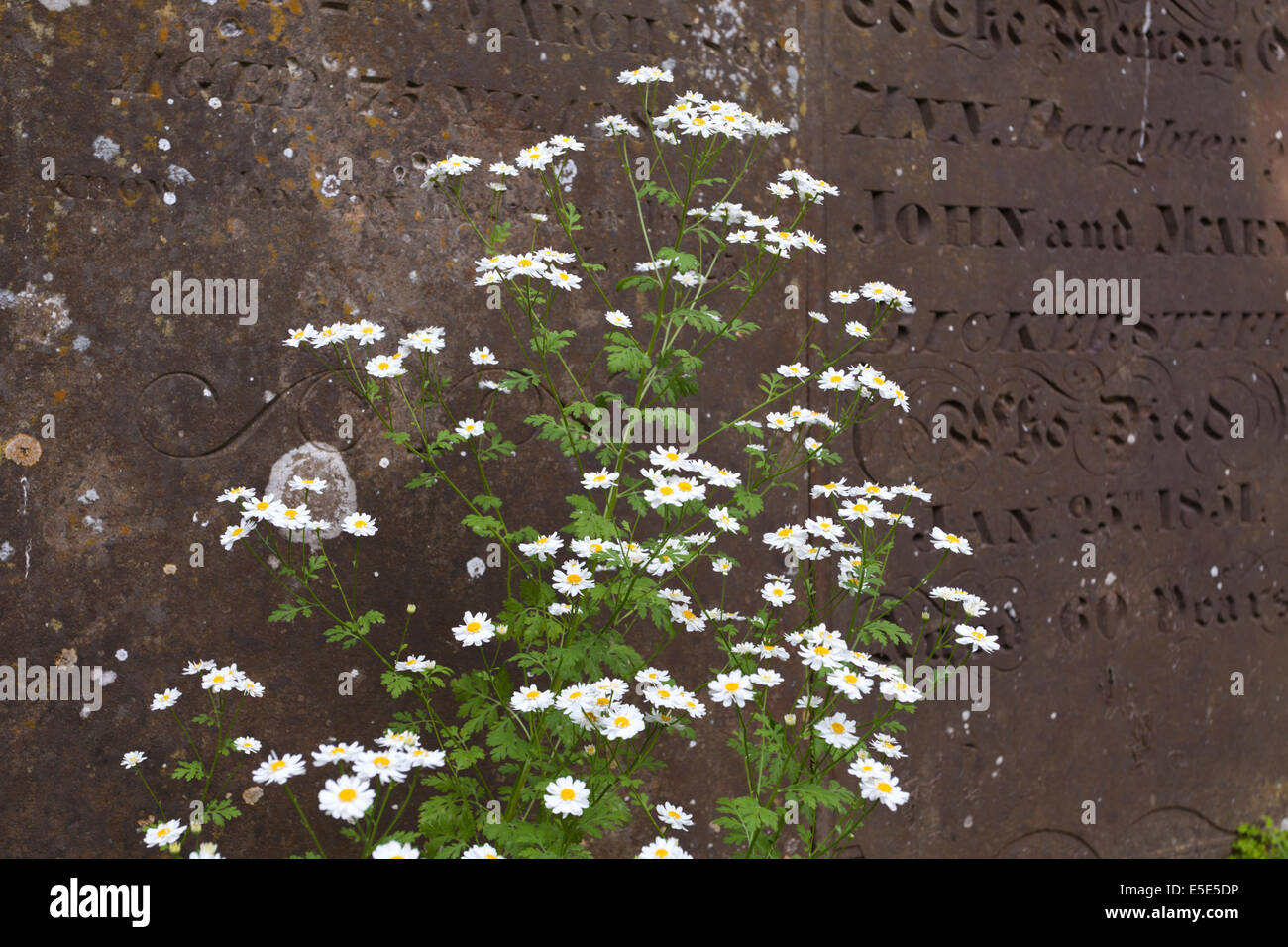 Daisies and a tombstone in the churchyard at Idlicote, Warwickshire UK ...