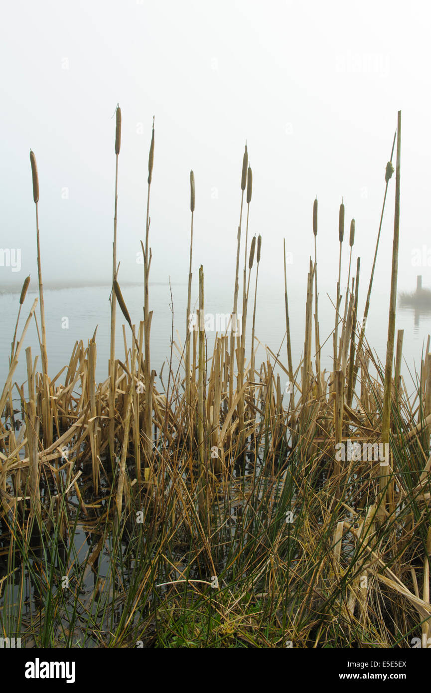 Bullrushes in winter hi-res stock photography and images - Alamy