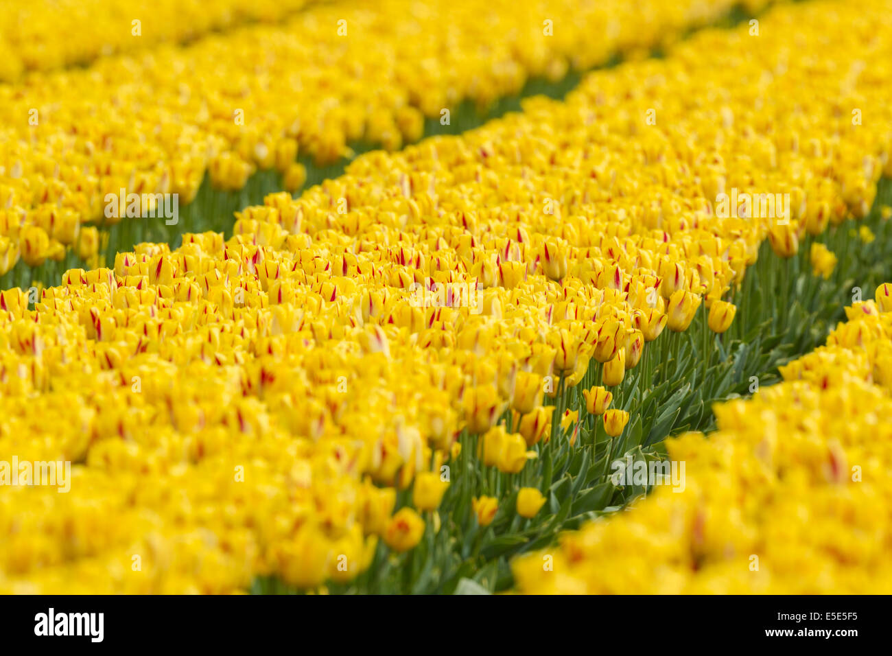 Row of yellow flowers hi-res stock photography and images - Alamy