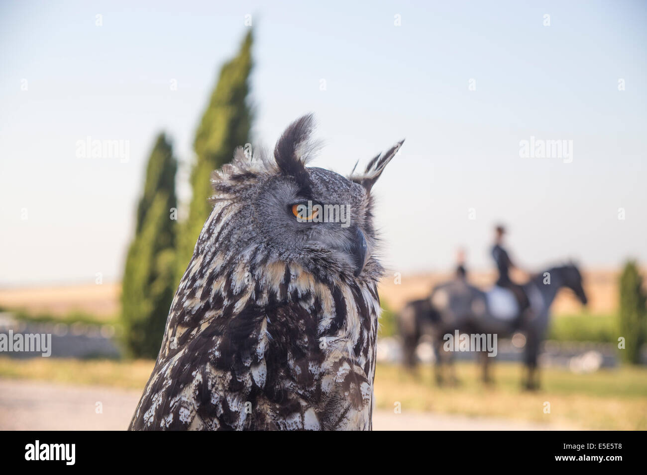 Understanding and owl hi-res stock photography and images - Alamy