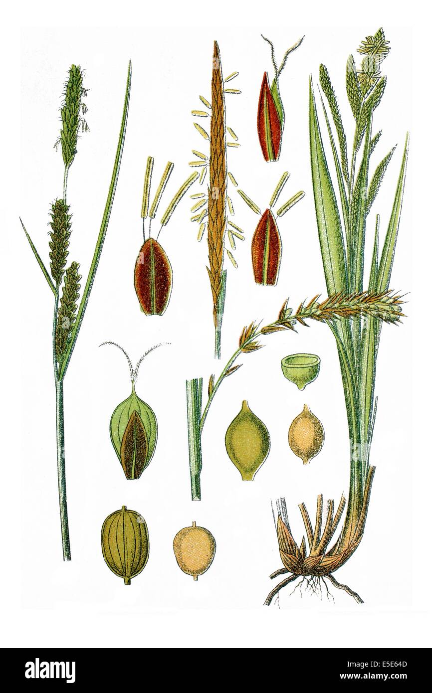 left: Doubtful Sedge, Carex dubia turfosa, right: Acute Sedge, Slender ...