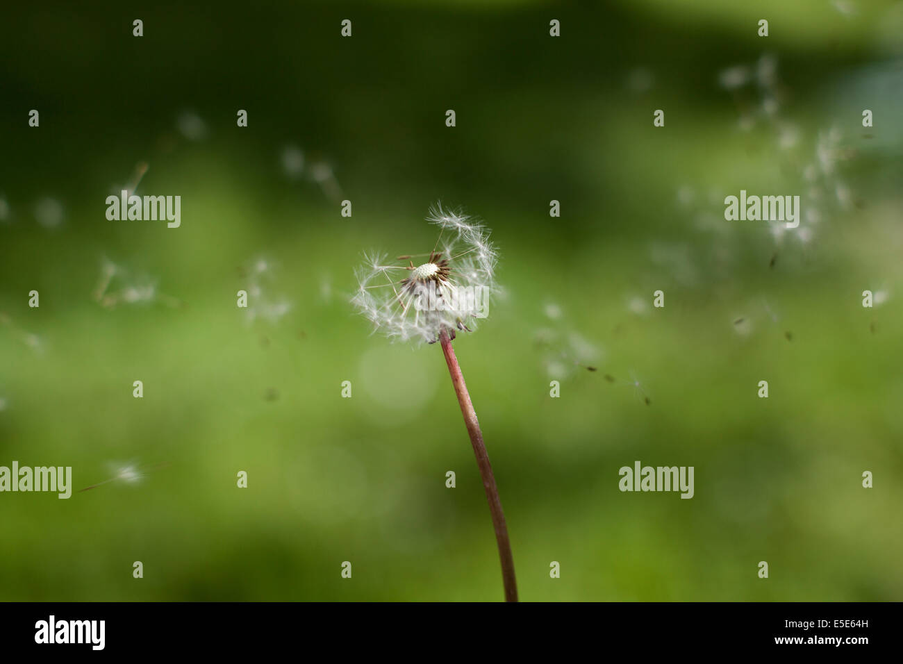 Close up of dandelion blowing in the wind Stock Photo - Alamy