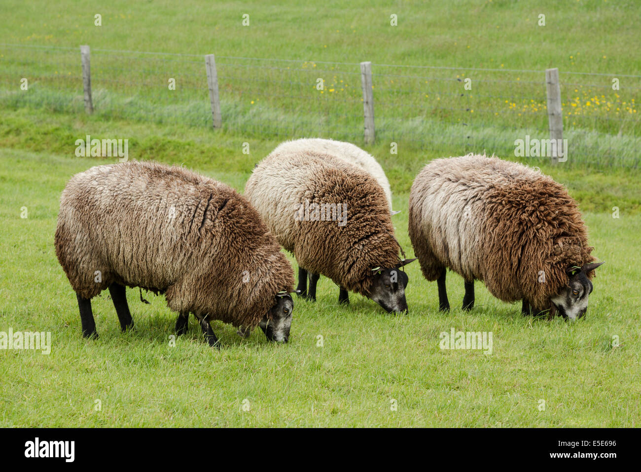 Blue texel sheep hi-res stock photography and images - Alamy