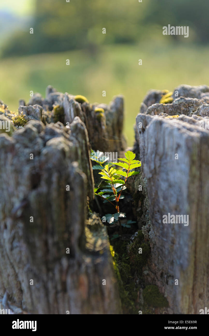 A young seedling growing in the top of an old decayed wooden gate post ...