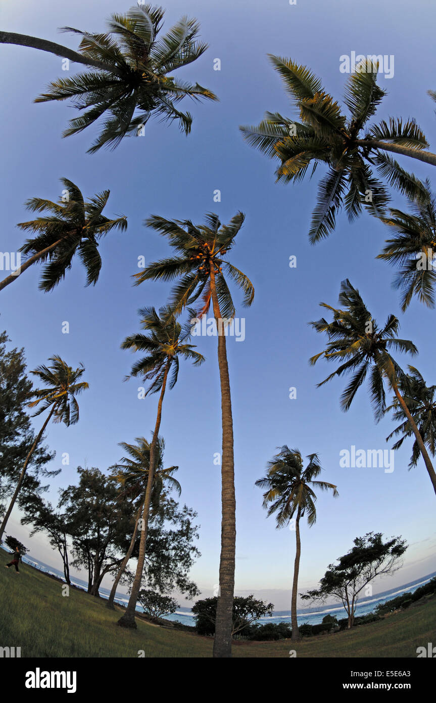 Fish-Eye view of Palm Trees, Tiwi, Mombasa, Kenya Stock Photo - Alamy