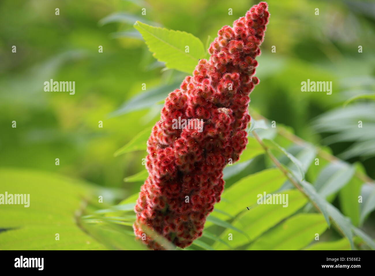 Close up of red sumac plant with green plants in background Stock Photo ...