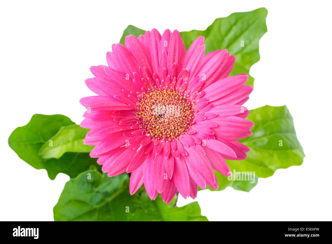 Large pink daisy flower gerbera with leafs is isolated on white ...