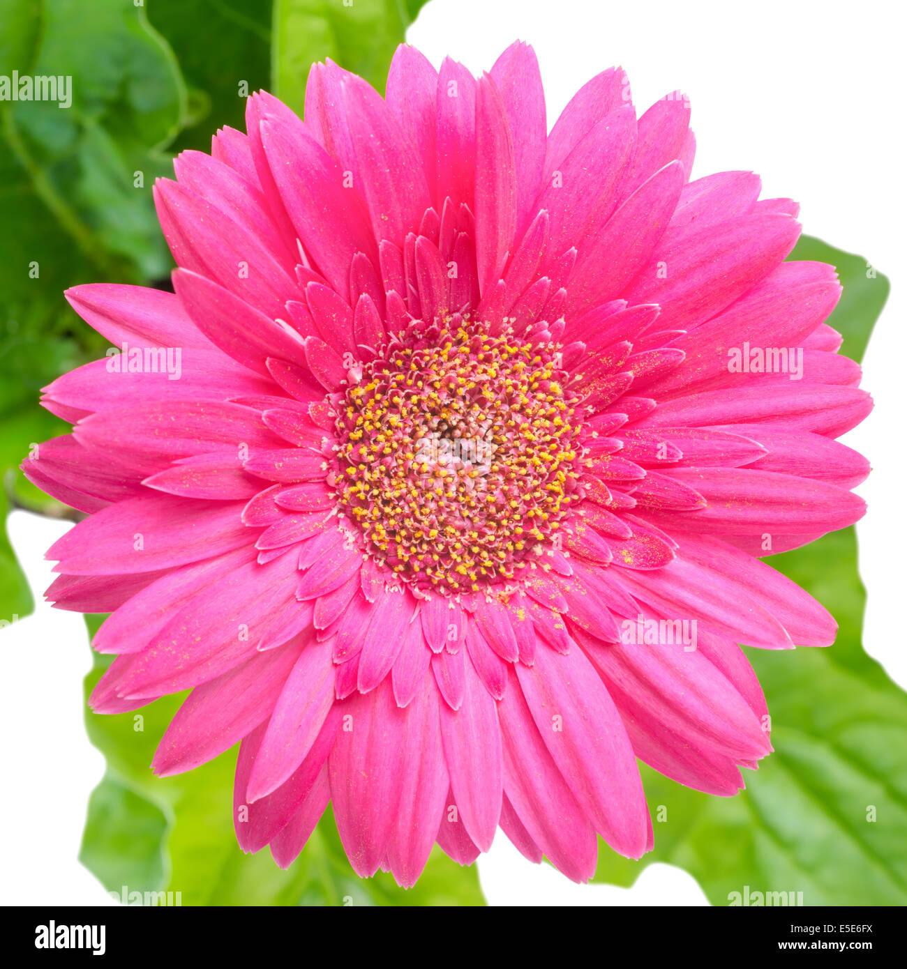 Large pink daisy flower gerbera with leafs is isolated on white ...