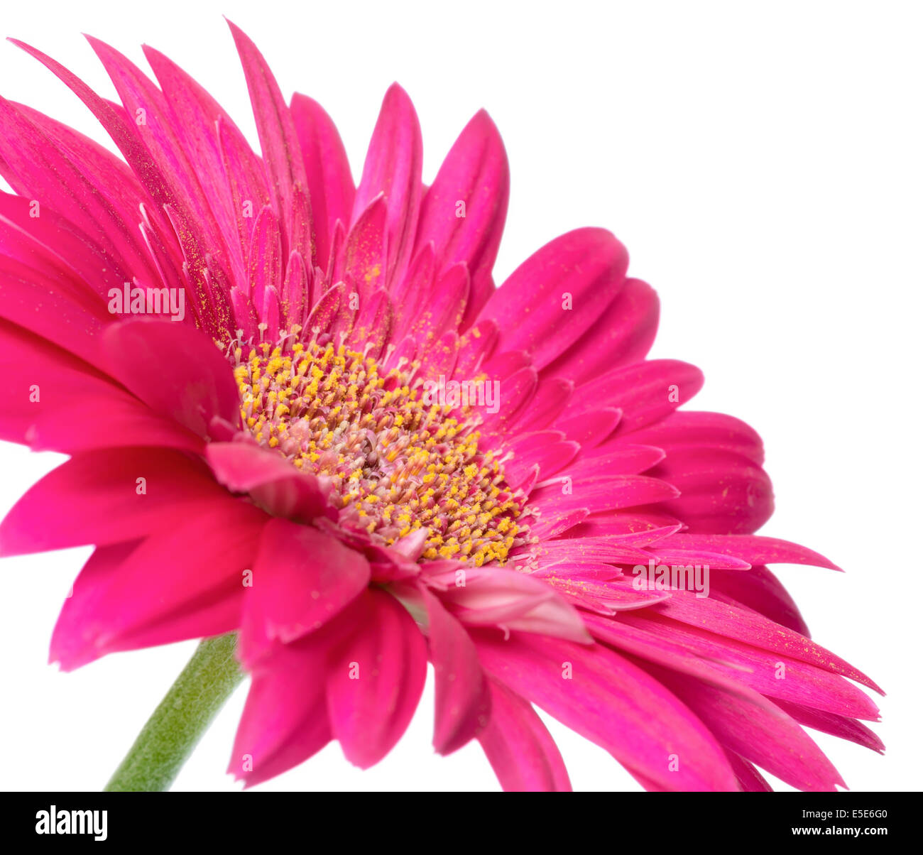 pink flower gerbera of stalk is isolated on white background, closeup ...