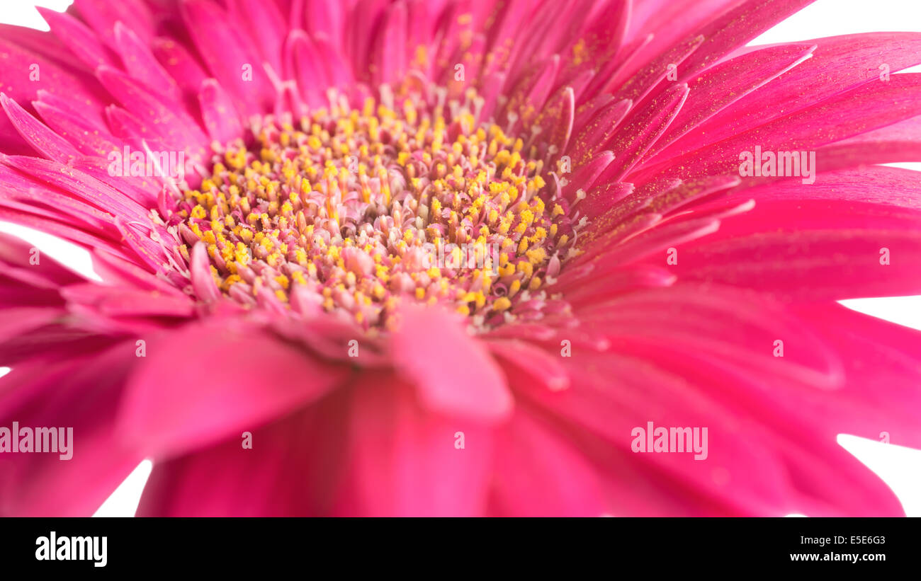 Large pink flower gerbera is isolated on white background, closeup ...