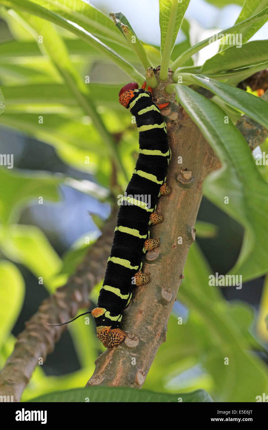 Tetrio Sphinx Caterpillar native to Antigua Barbuda in the Caribbean ...