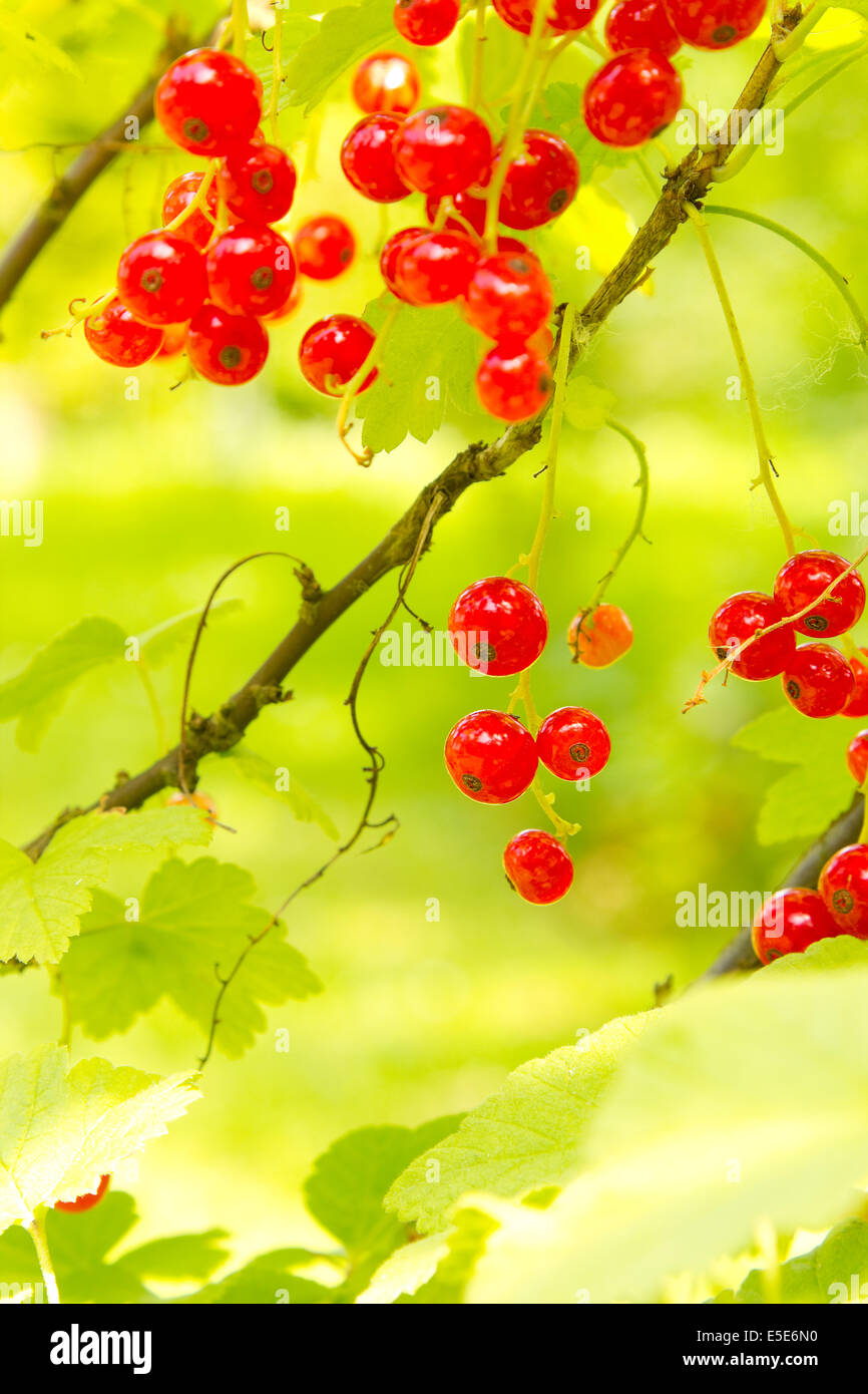 Garden red currant hi-res stock photography and images - Alamy