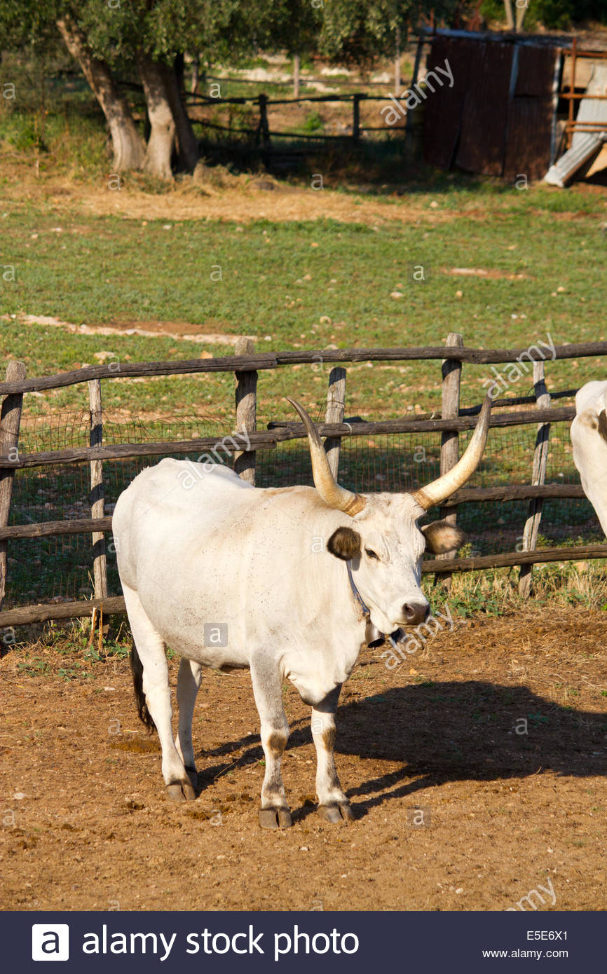 Chianina Cattle Stock Photos & Chianina Cattle Stock Images - Alamy