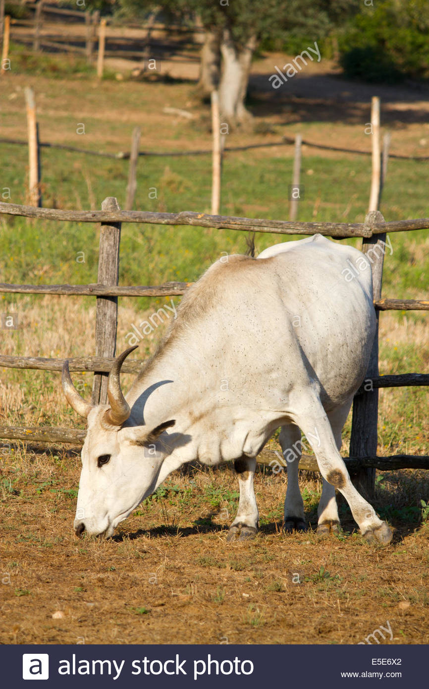 Chianina Cattle Stock Photos & Chianina Cattle Stock Images - Alamy