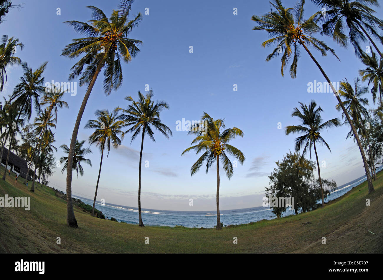 Fish-Eye view of Palm Trees, Tiwi, Mombasa, Kenya Stock Photo - Alamy