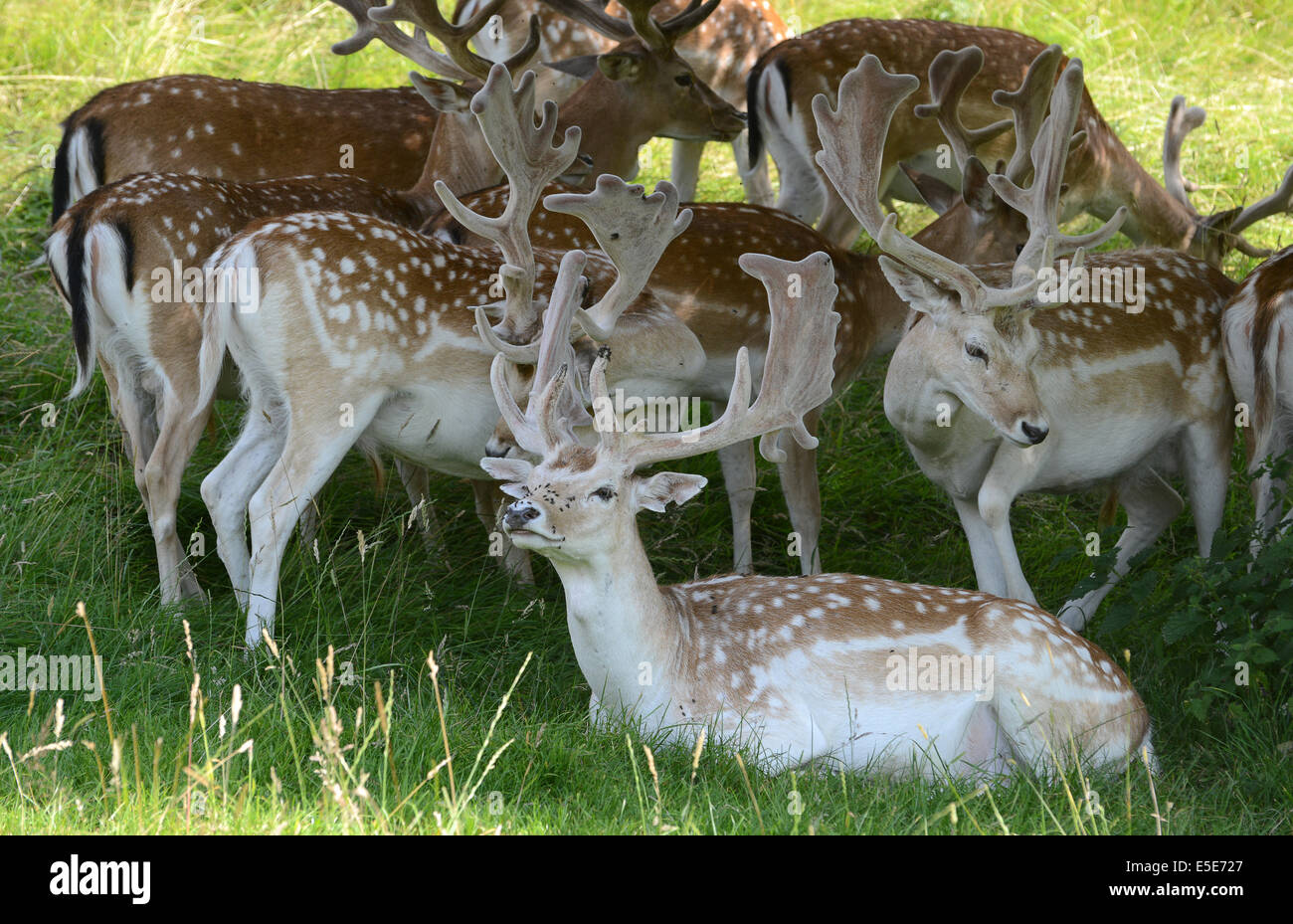 Fallow deer herd at Dyrham Park Gloucestershire Uk British Britain ...
