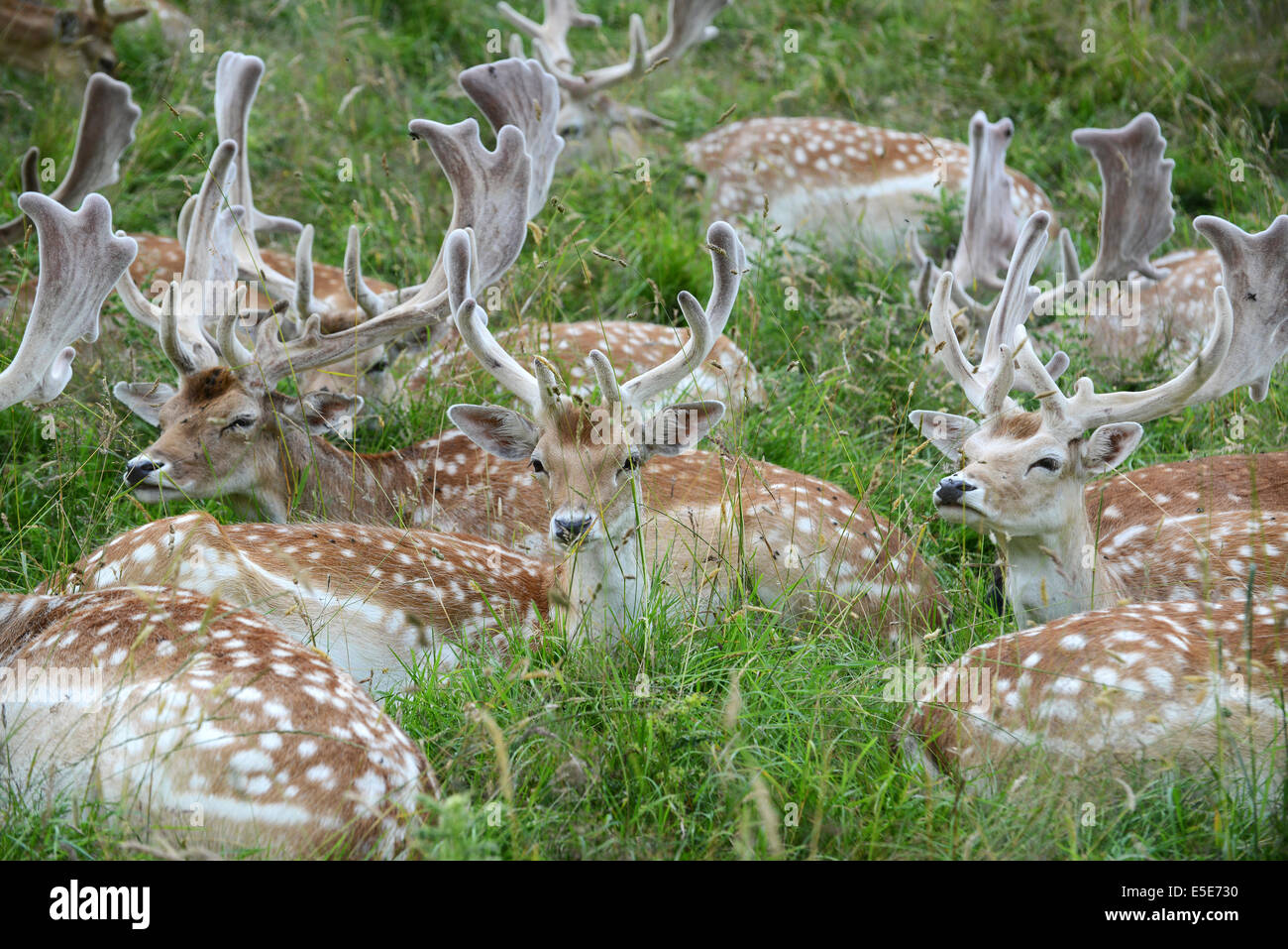 Fallow deer herd with new antlers at Dyrham Park Gloucestershire Uk ...
