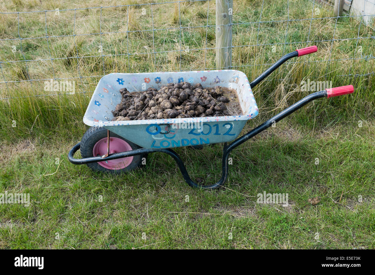 Manure wheelbarrow hi-res stock photography and images - Alamy