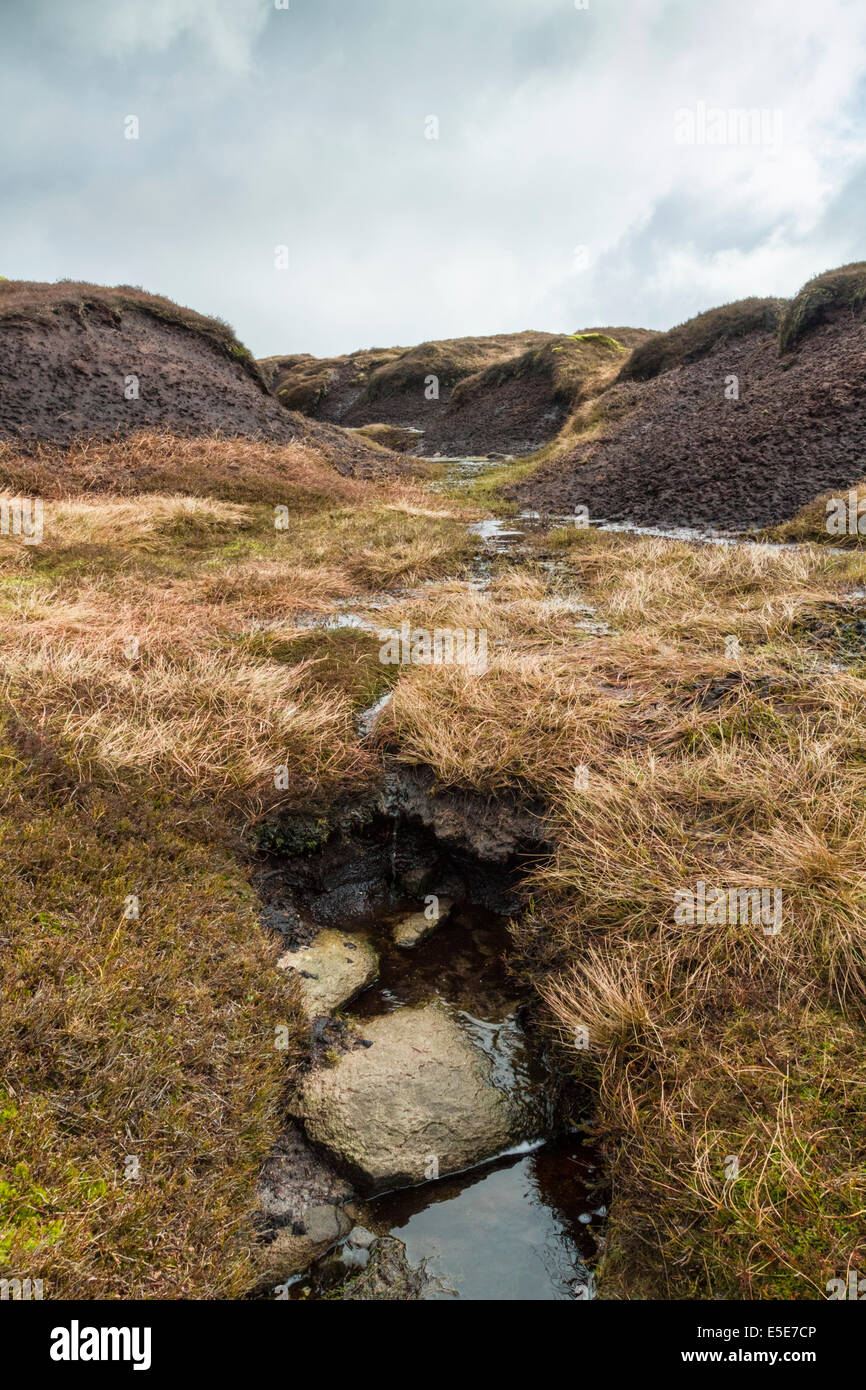 Boggy moorland gully, grough or ditch between peat hags on Kinder Scout ...