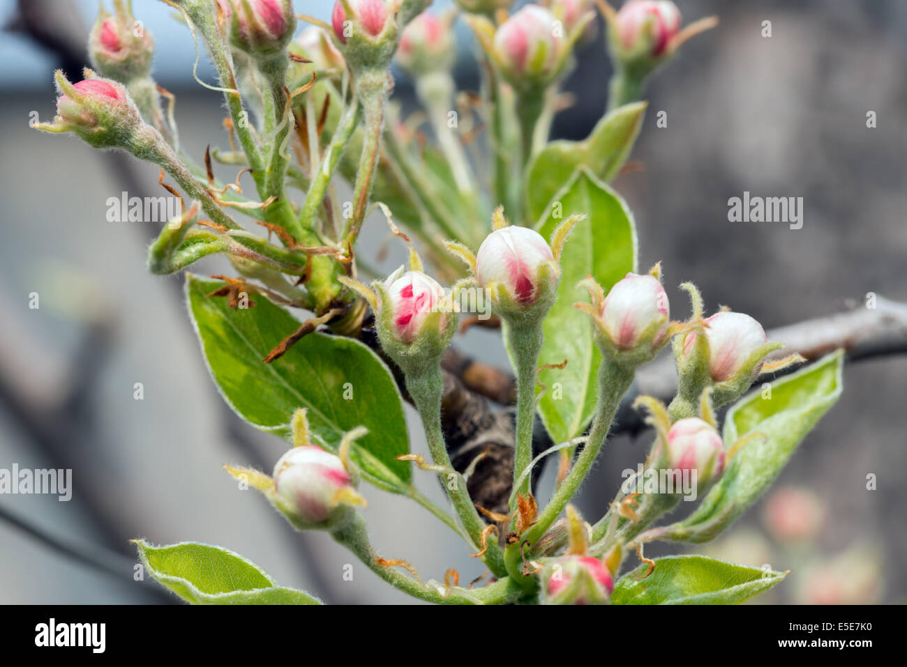 The buds of pear tree that just ready to burst Stock Photo - Alamy
