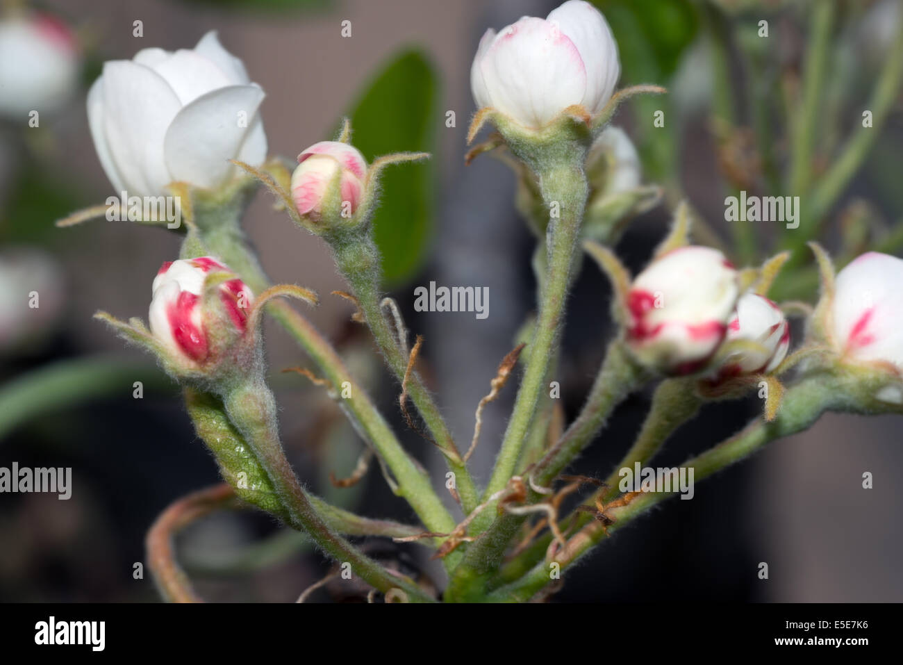 The first blossoms and leaves of pear tree and the buds just ready to ...
