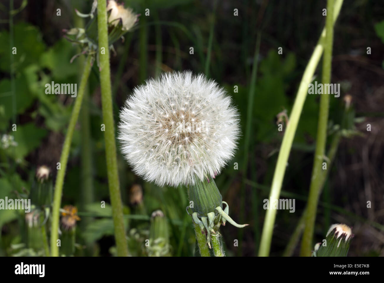 Blowing up balls hi-res stock photography and images - Alamy