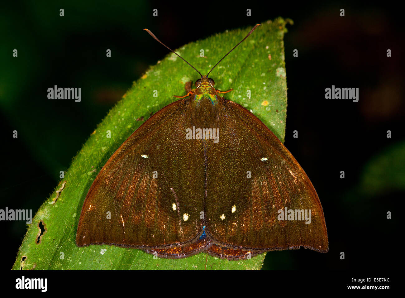 Insect insects wildlife panama hi-res stock photography and images - Alamy