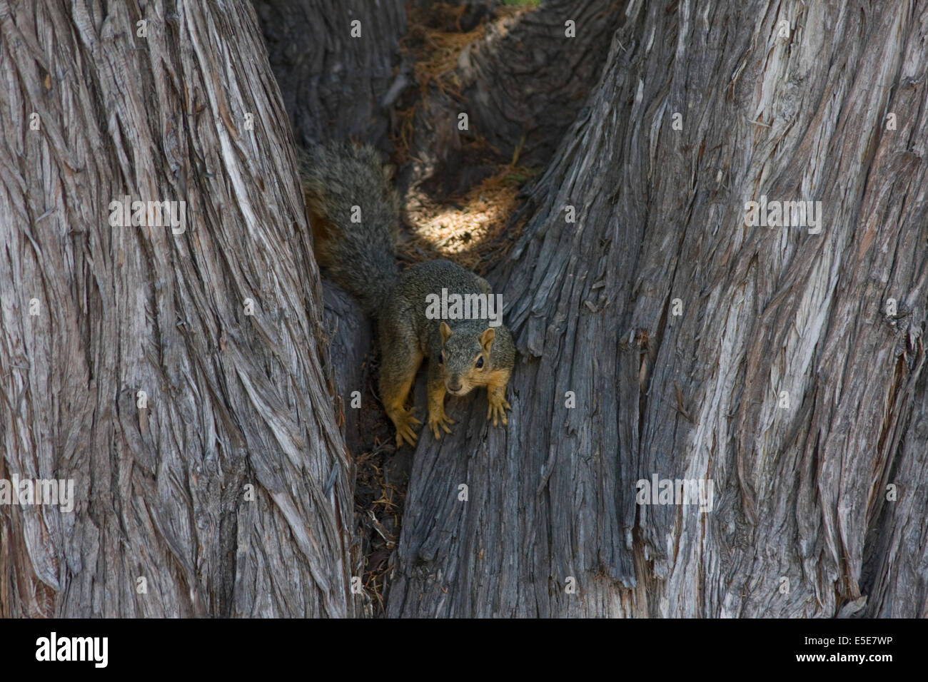 Spotlight tree hi-res stock photography and images - Alamy