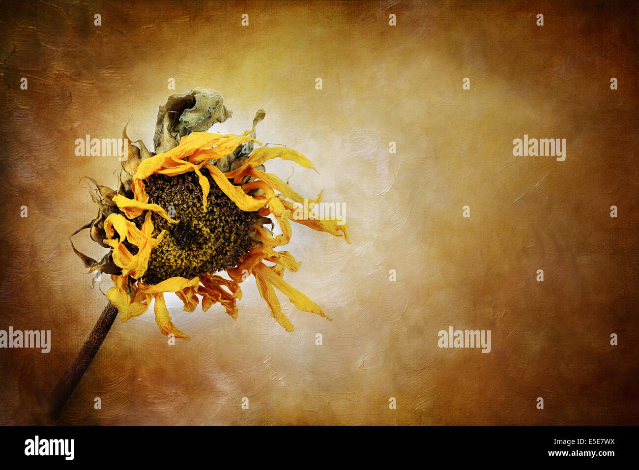 Dried sunflower hi-res stock photography and images - Alamy