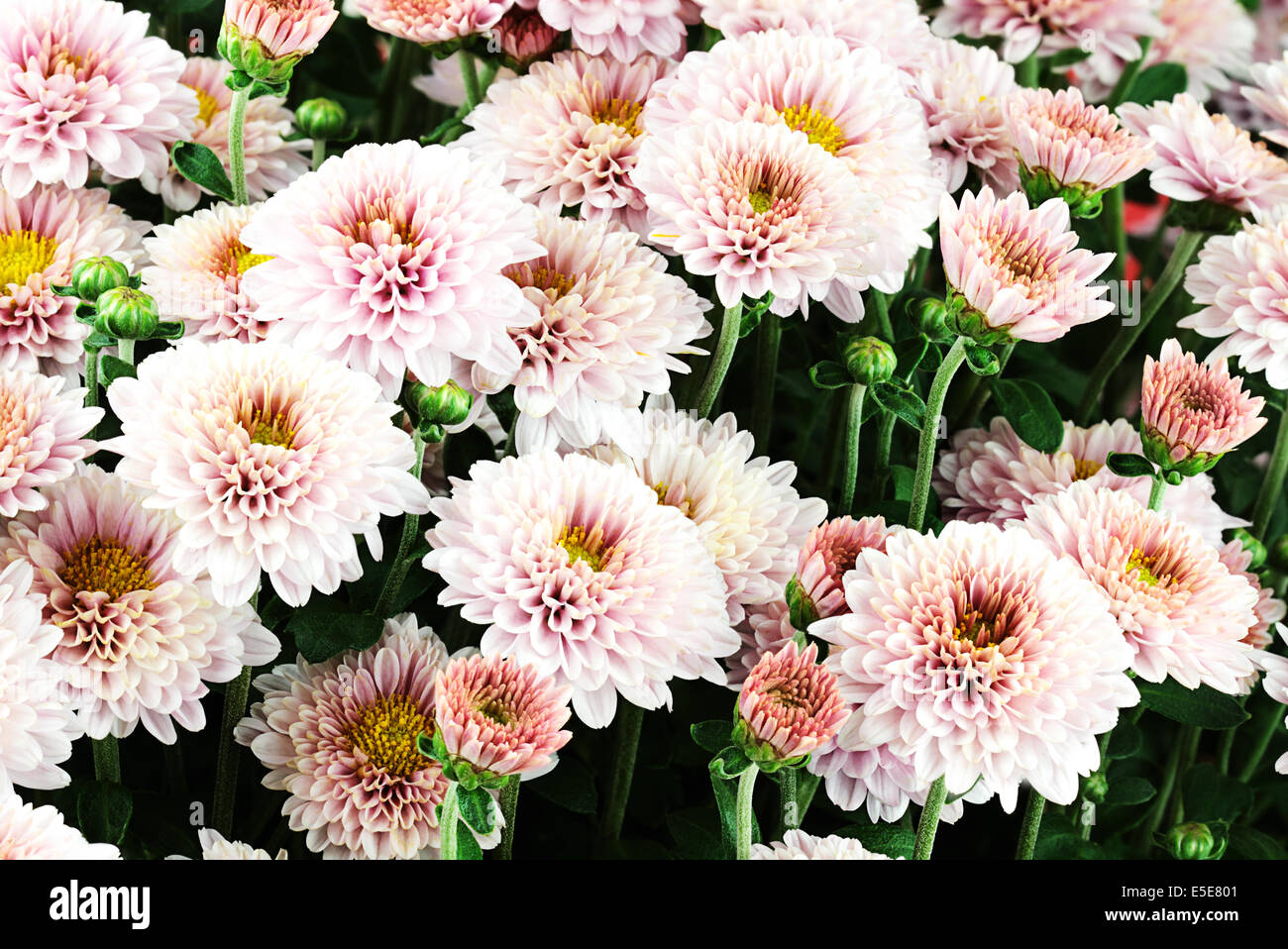 Chrysanthemum picture hi-res stock photography and images - Alamy