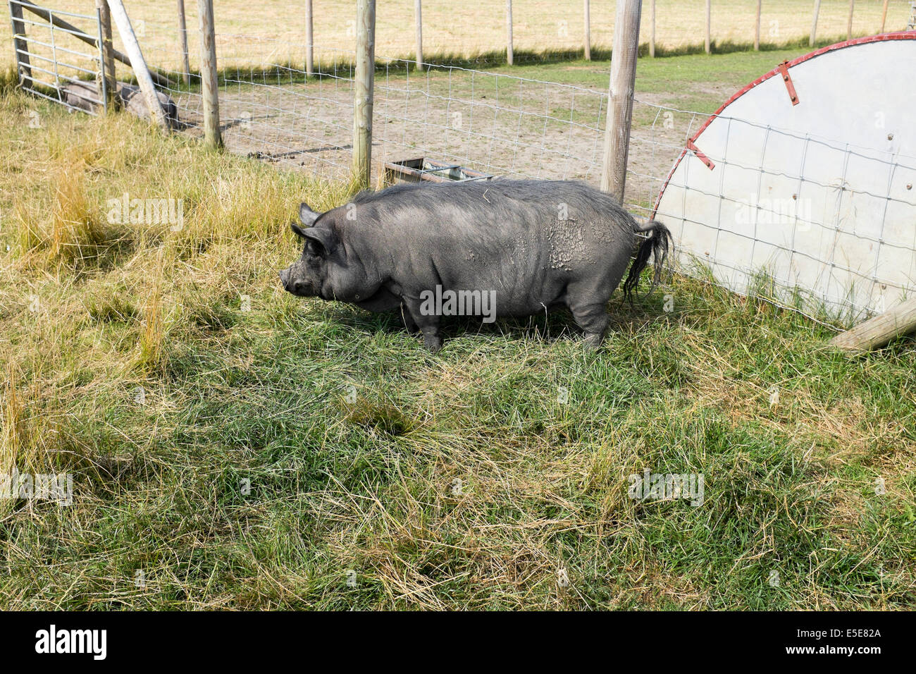 Rare pig breeds hi-res stock photography and images - Alamy