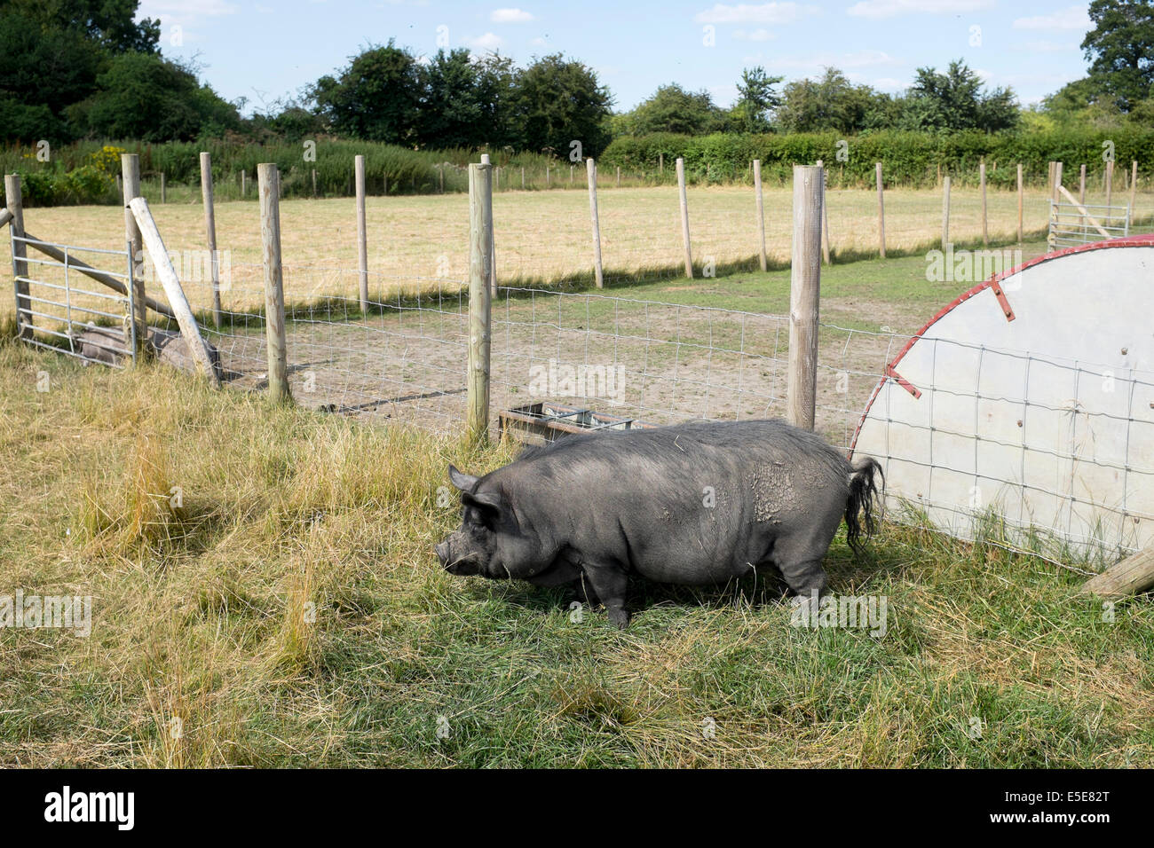 Pig pen hi-res stock photography and images - Alamy