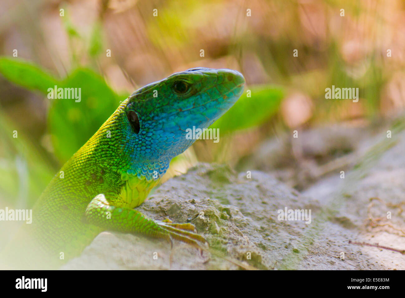 Adaptive radiation hi-res stock photography and images - Alamy
