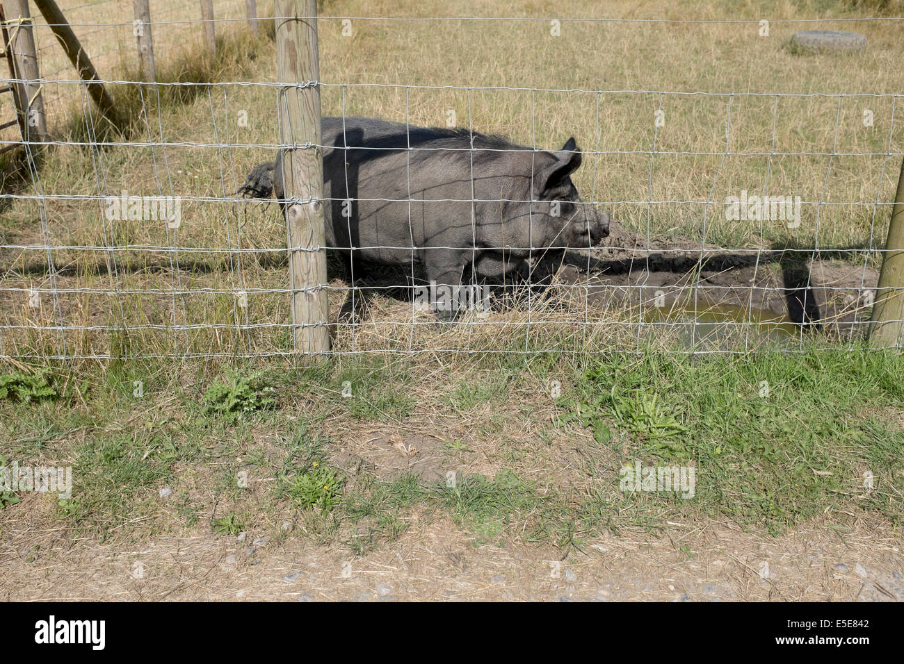Rare Breed Pig in pen at Smallholding Stock Photo - Alamy